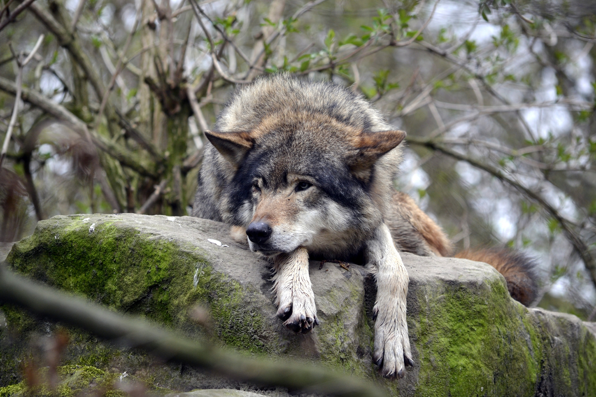 Oostvaardersplassen: wolf krijgt hele kluif aan grote grazers - OneWorld