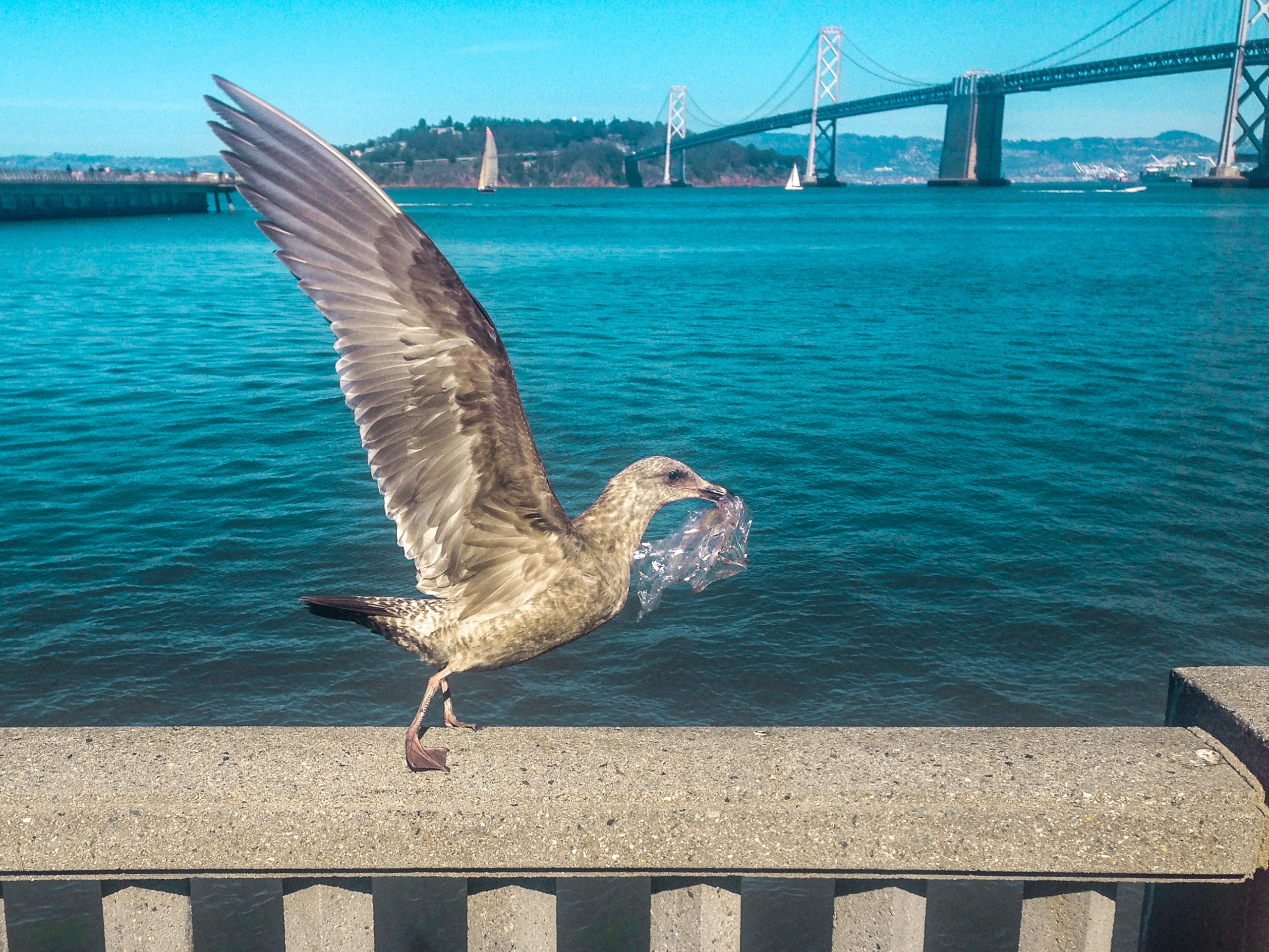 Klein, kleiner, kleinst: plastic deeltjes in het milieu - OneWorld